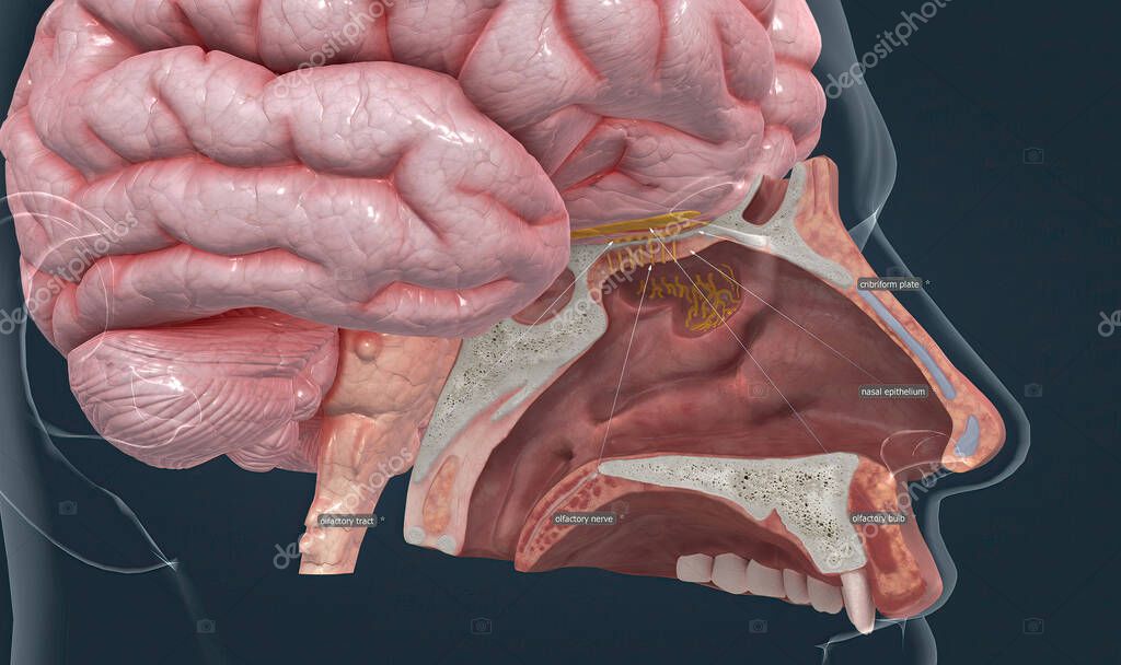 The olfactory bulb of the brain processes information from the ...