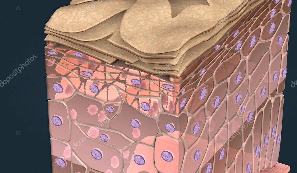 Called keratinocytes, in which the superficial layer of cells is ...