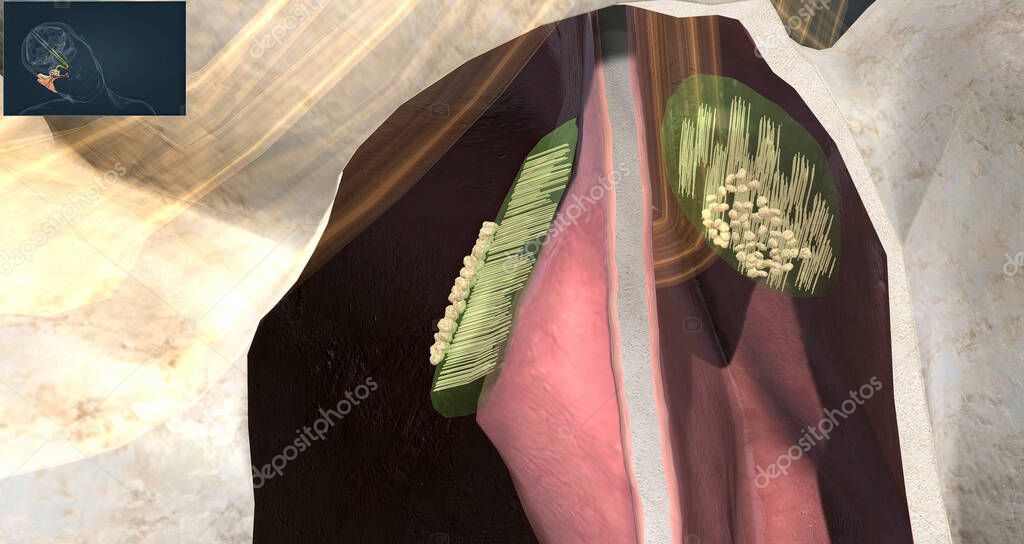 When your head moves around, the liquid inside the semicircular canals ...