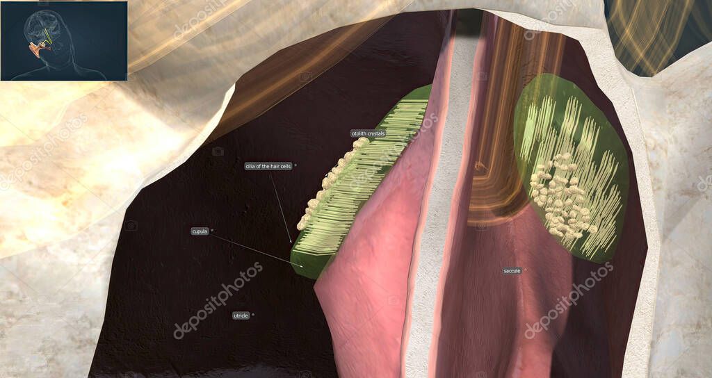 When your head moves around, the liquid inside the semicircular canals ...