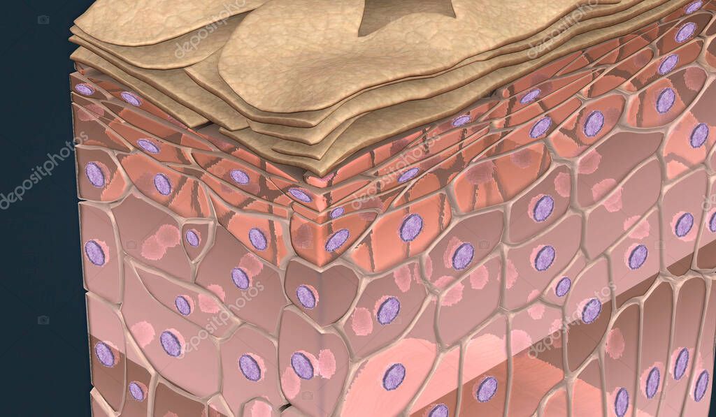 Called keratinocytes, in which the superficial layer of cells is ...