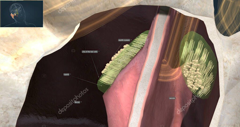When your head moves around, the liquid inside the semicircular canals ...