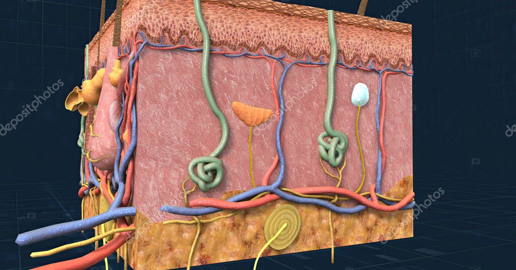 Anatomy of the skin, showing the epidermis, dermis, and subcutaneous ...
