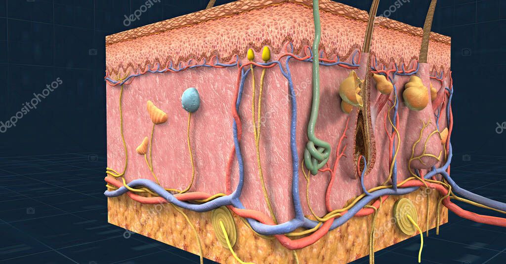 Anatomy of the skin, showing the epidermis, dermis, and subcutaneous ...