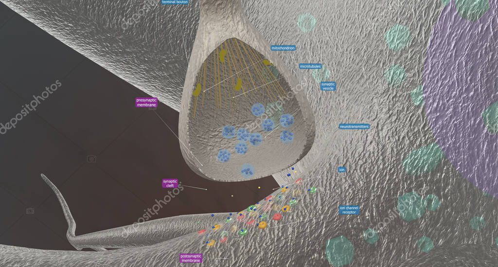 Las sinapsis químicas son uniones biológicas a través de las cuales las ...