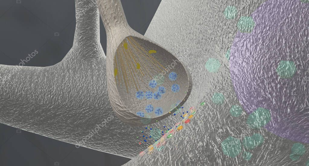 Las sinapsis químicas son uniones biológicas a través de las cuales las ...