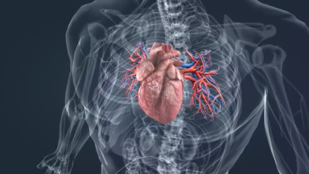 Pulmonary Circulation Animation