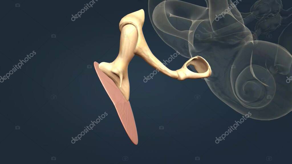 The ear bone, also called the Auditory Oscillum, is any of the three ...
