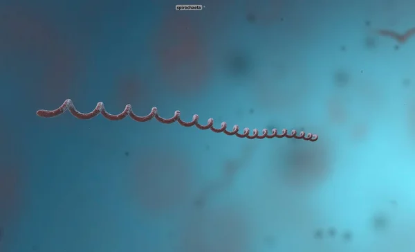 Spirillum Bacterium Proteobacteria Phylum Spiral Shaped Cell Morphology Animation Stock Photo by ...