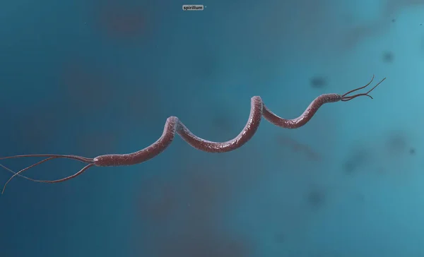 Spirillum Bacterium Proteobacteria Phylum Spiral Shaped Cell Morphology ...