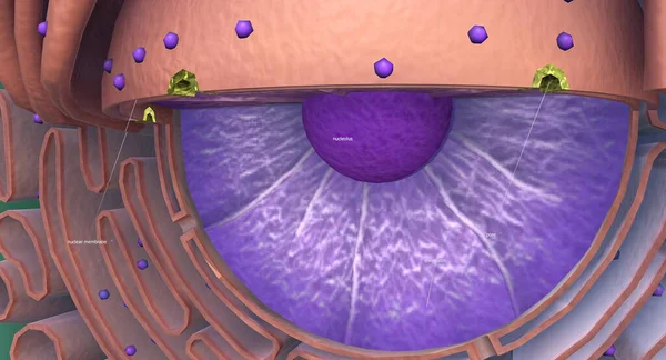 Sclerocyte Stock Photos, Royalty Free Sclerocyte Images | Depositphotos