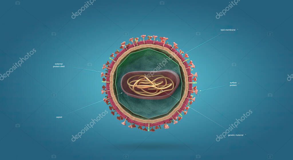 HIV is composed of two strands of RNA, 15 types of viral proteins, and ...