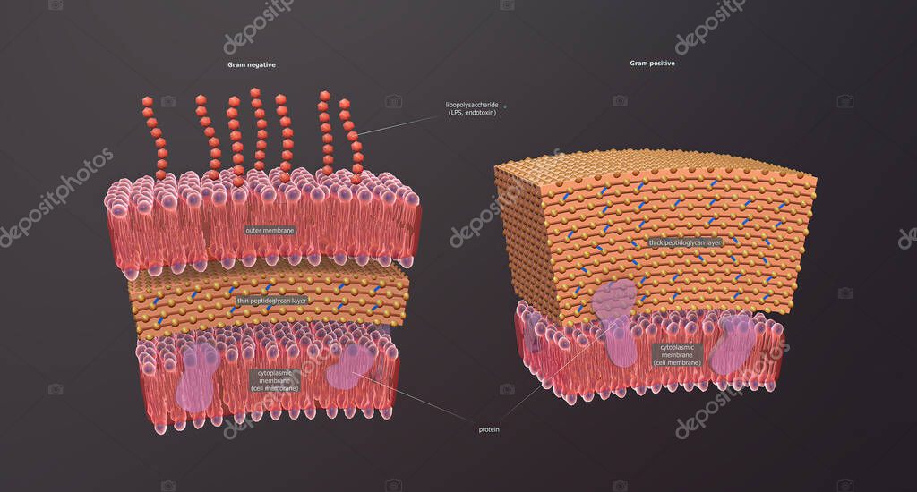 A cell wall is a structural layer surrounding some types of cells, just ...