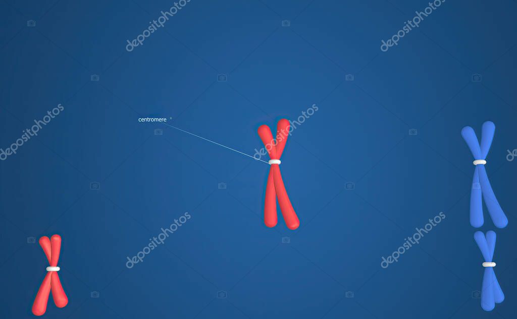 In the nucleus of each cell, the DNA molecule is packaged into thread ...