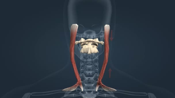 Sternocleidomastoid Most Superficial Largest Muscle Front Portion Neck ...