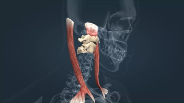 Sternocleidomastoid Most Superficial Largest Muscle Front Portion Neck ...