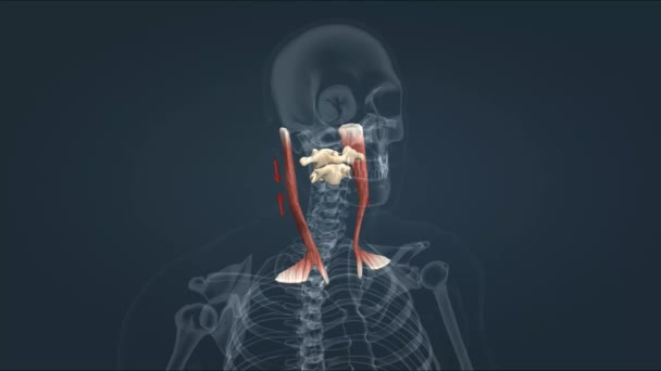 Sternocleidomastoid Most Superficial Largest Muscle Front Portion Neck ...