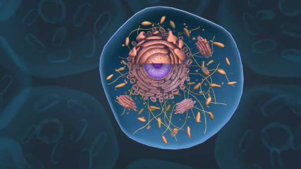 59 Animal digestive system Videos, Royalty-free Stock Animal digestive system Footage ...