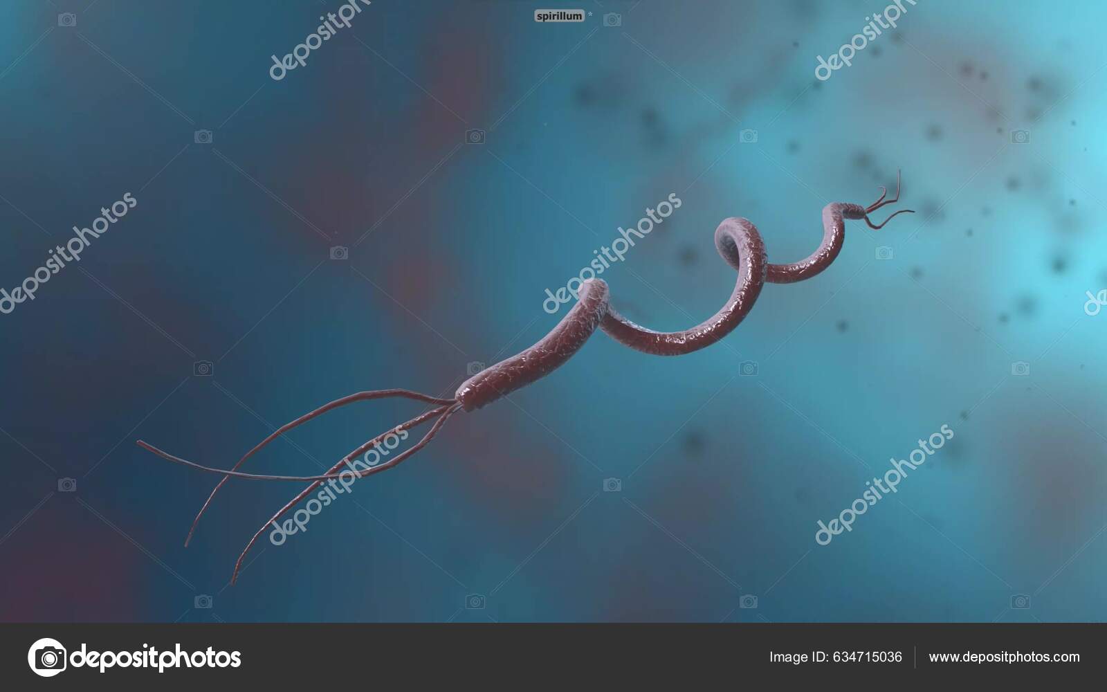 Spirillum Bacterium Proteobacteria Phylum Spiral Shaped Cell Morphology Animation Stock Photo by ...