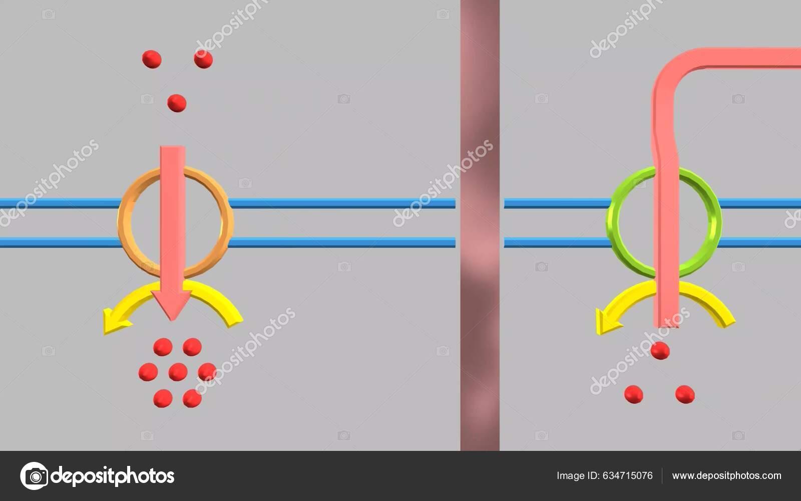 Probably Most Important Feature Cell's Phospholipid Membranes ...