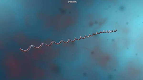 Spirillum Bacterium Proteobacteria Phylum Spiral Shaped Cell Morphology Animation Stock Photo by ...