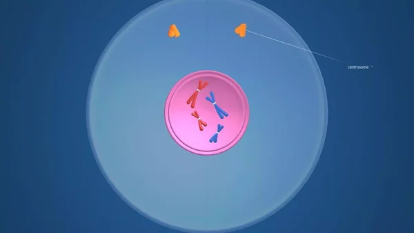 Chromatin Stock Photos, Royalty Free Chromatin Images | Depositphotos