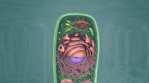 Sclerocyte Stock Photos, Royalty Free Sclerocyte Images | Depositphotos