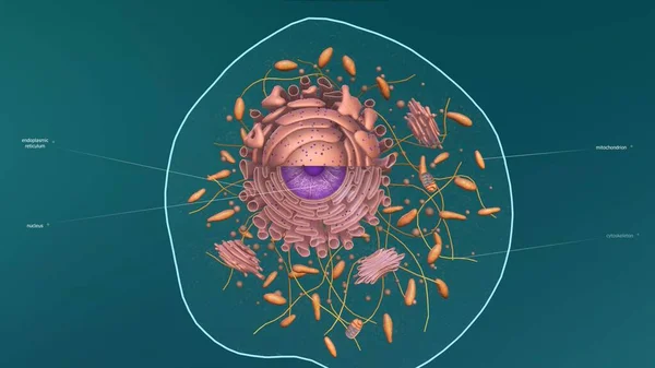 47 Prokaryote Stock Illustrations | Depositphotos