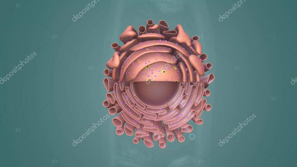 The endoplasmic reticulum is a large, dynamic structure that serves ...