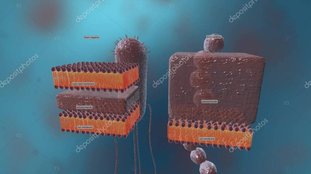 A cell wall is a structural layer surrounding some types of cells, just ...