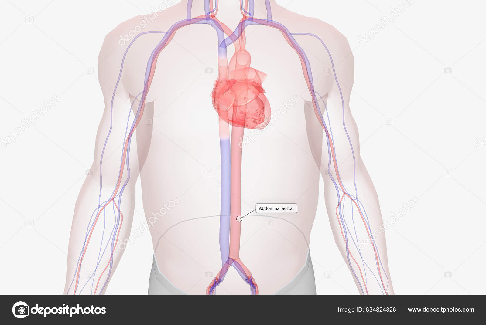 Abdominal Aorta Largest Artery Abdominal Cavity Blood Travels Heart ...