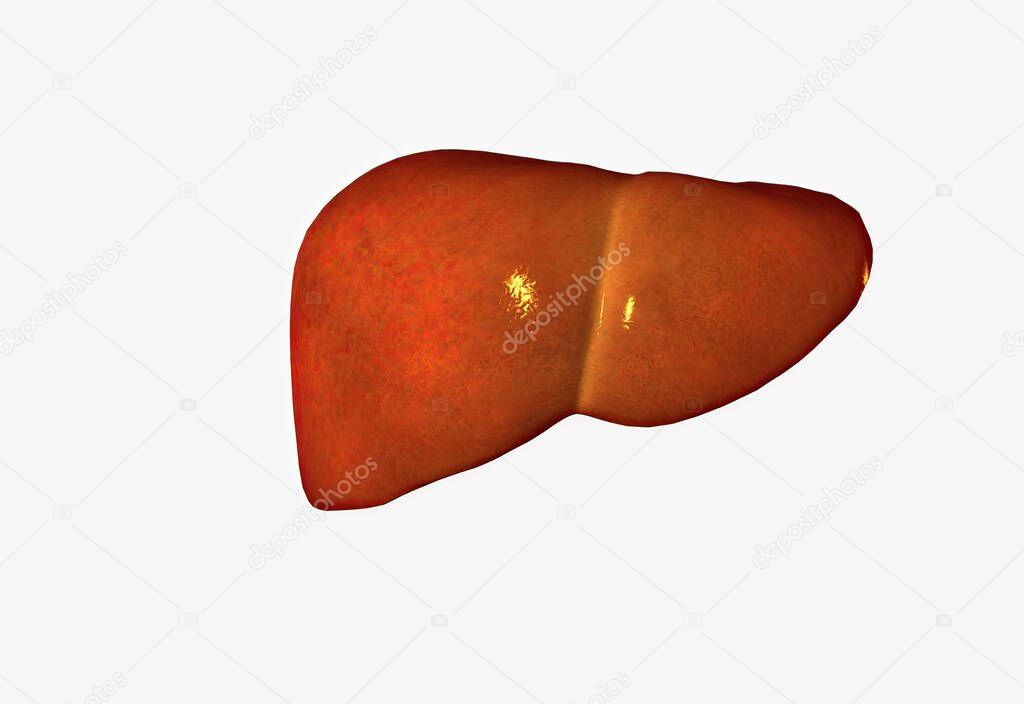 The liver is bilobed, with a larger right lobe that extends primarily ...
