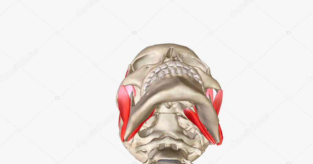 There are four muscles of mastication. Masseter, temporalis, medial ...