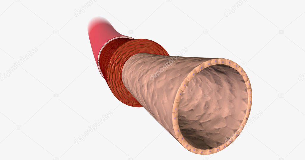 The endothelium is part of the tunica intima, the innermost layer of ...
