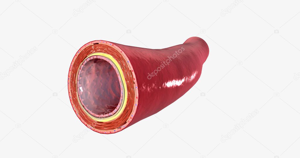 The walls of an artery consist of three layers.The tunica intima, the ...