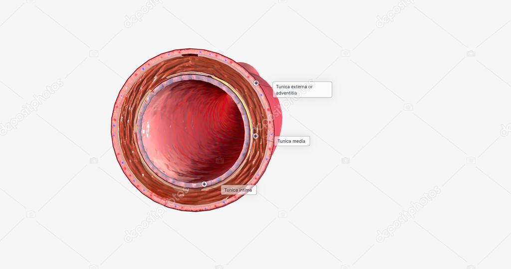 The walls of an artery consist of three layers.The tunica intima, the ...