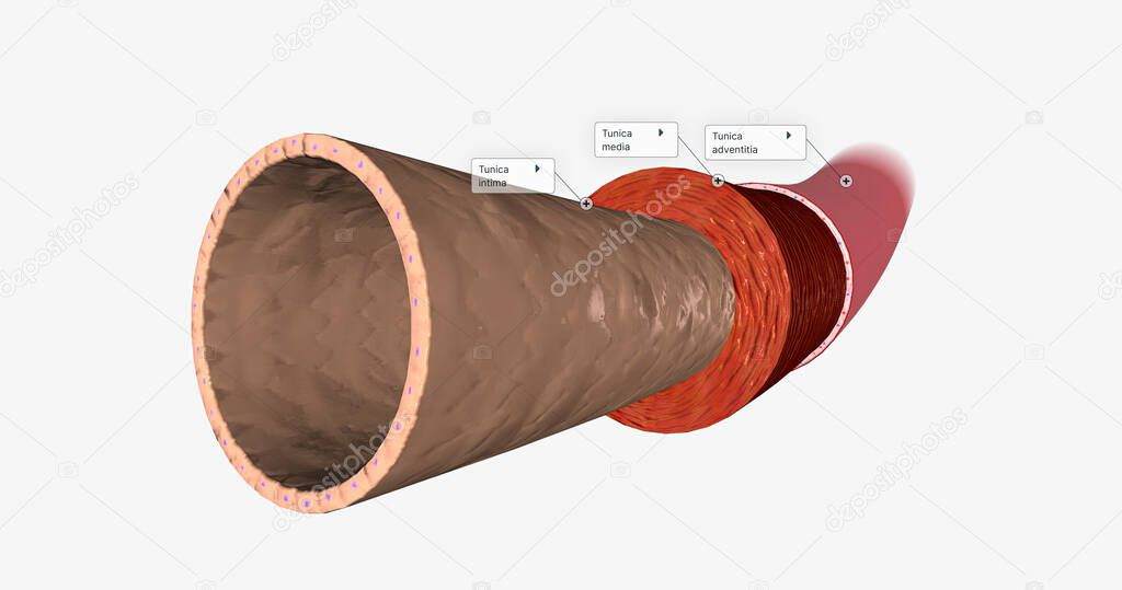 The endothelium is part of the tunica intima, the innermost layer of ...