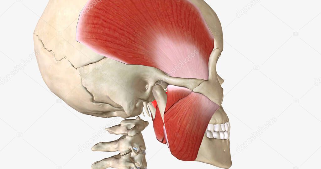 There are four muscles of mastication. Masseter, temporalis, medial ...