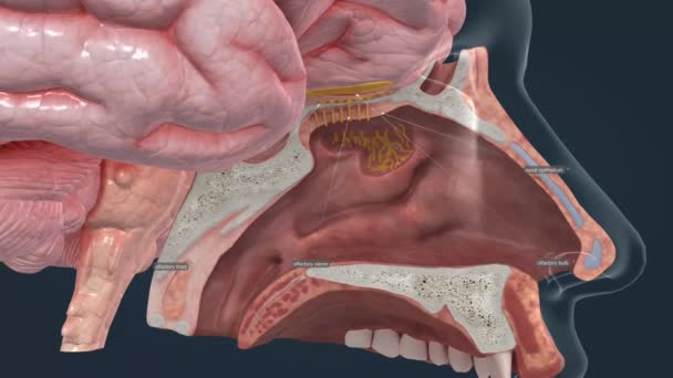 80 Anatomy of the sinus Videos, Royalty-free Stock Anatomy of the sinus ...