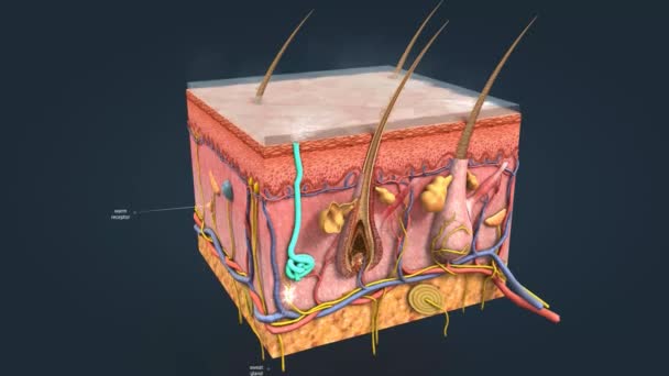 Anatomy Skin Showing Epidermis Dermis Subcutaneous Tissue — Stock Video ...