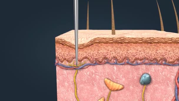 Anatomy Skin Showing Epidermis Dermis Subcutaneous Tissue — Stock Video ...
