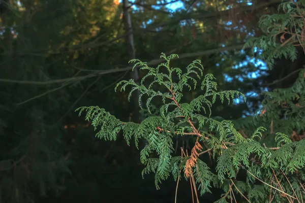 Pohon cedar merah barat Stock Photos, Royalty Free Pohon cedar merah ...