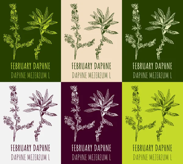 Conjunto de dibujos DAPHNE FEBRERO en diferentes colores. Ilustración ...