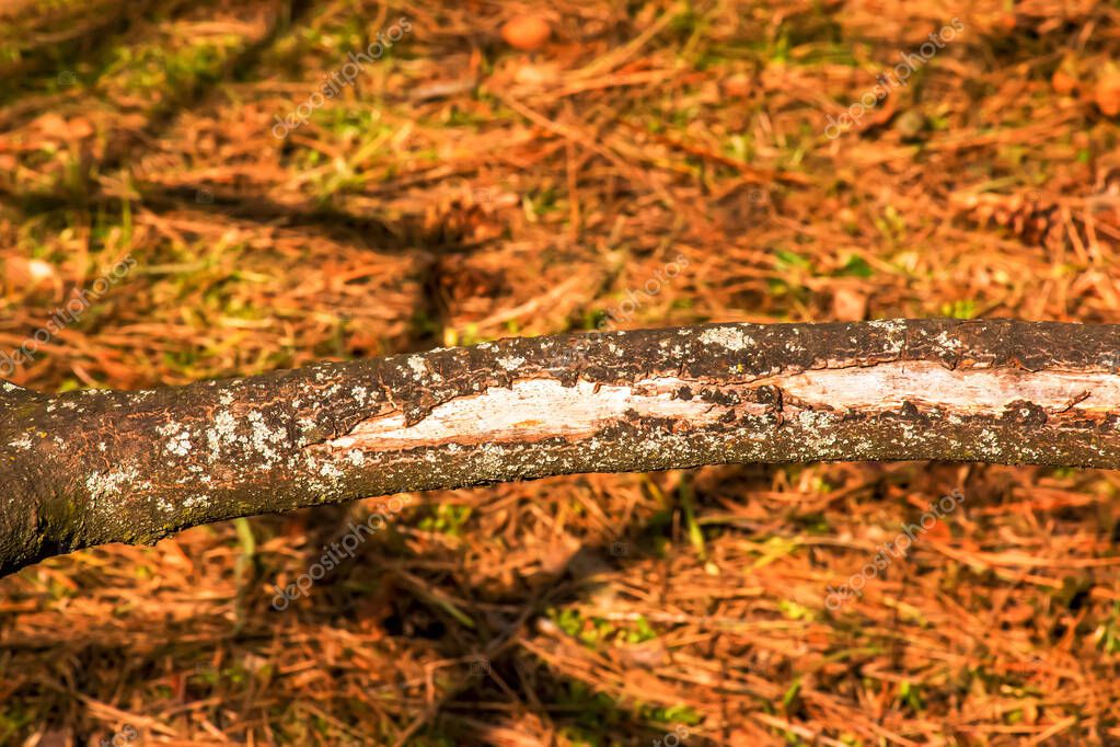 Tronco de zumaque staghorn a principios de primavera en el jardín. La ...