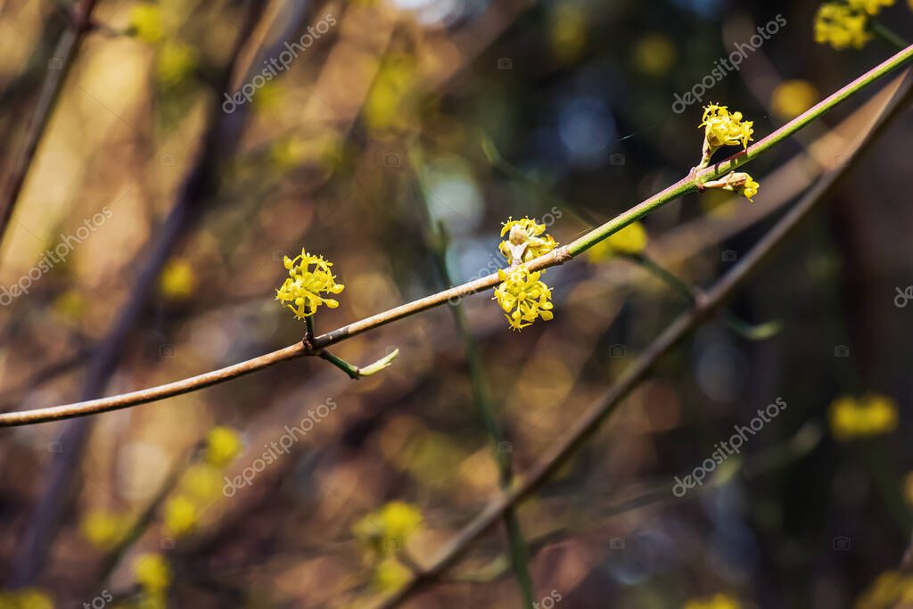 Ramas con flores de cornejo común Cornus mas L a principios de ...