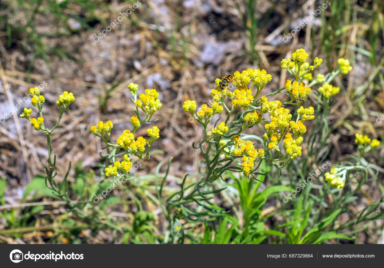 Yellow Cumin Helichrysum Arenarium Dwarf Everlast Helichrysum Arenarium ...