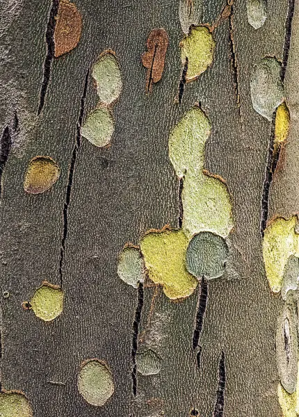 Sycamore texture Stock Photos, Royalty Free Sycamore texture Images ...