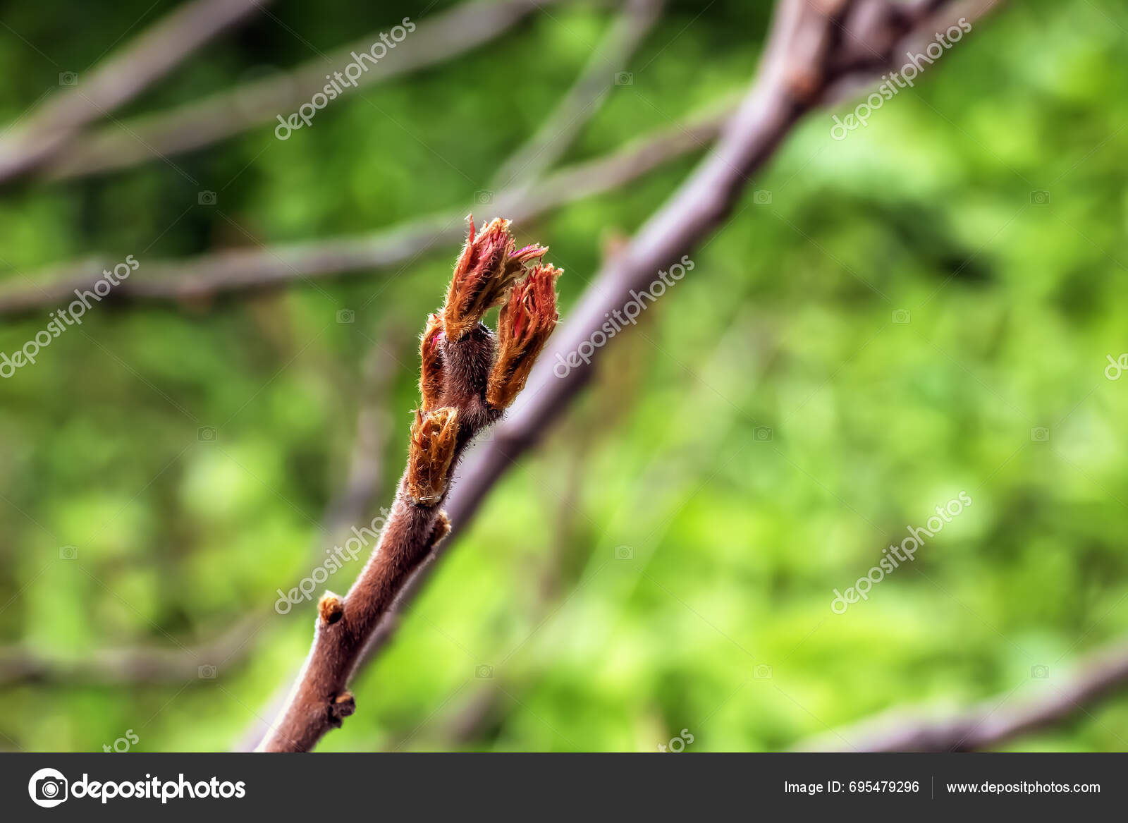 Staghorn Sumac Buds at Joseph Eason blog