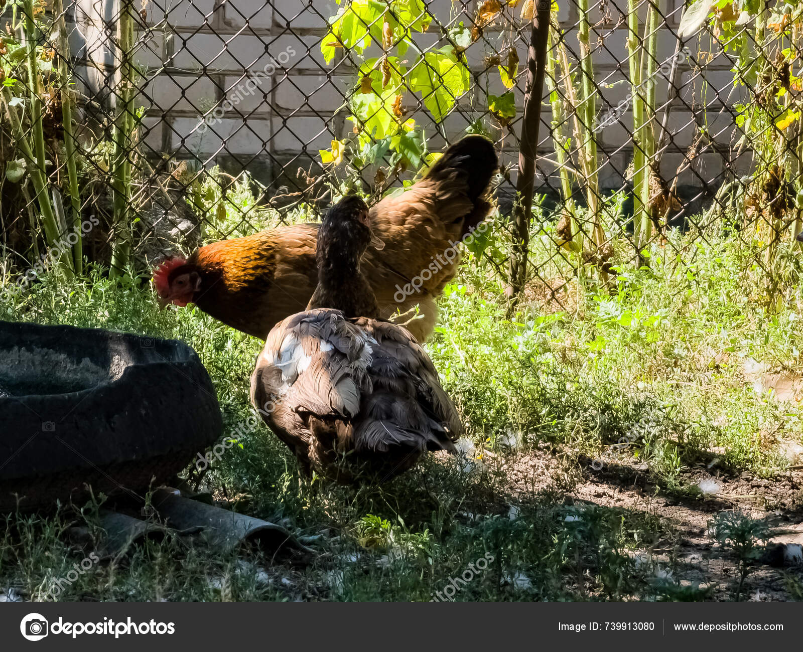 Brown Muscovy Duck Cairina Moschata Backyard — Stock Photo © Antares_NS ...
