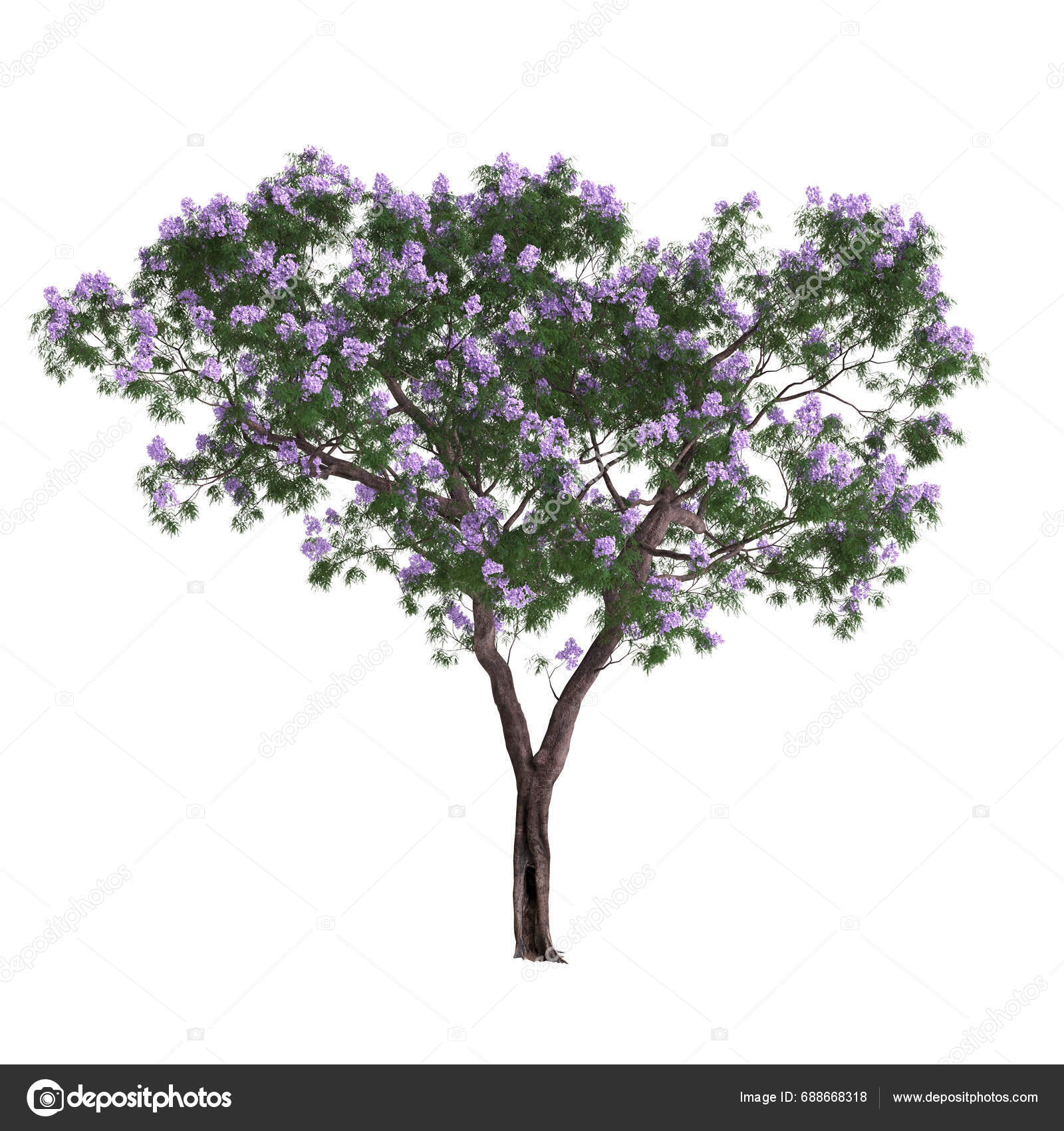 Illustration Jacaranda Tree Isolated White Background — Stock Photo ...